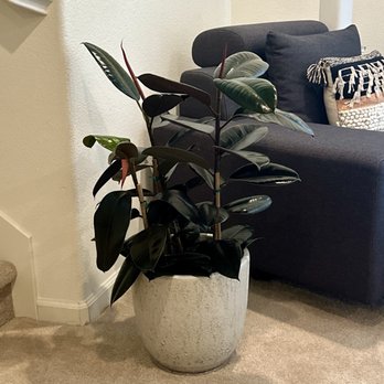 ALDEN LANE NURSERY - Updated February 2025 - 408 Photos & 224 Reviews ...