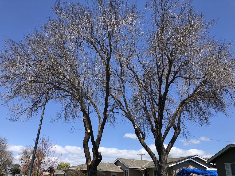 TREE CHERUBS - Updated January 2026 - 158 Photos & 116 Reviews - 2259 ...