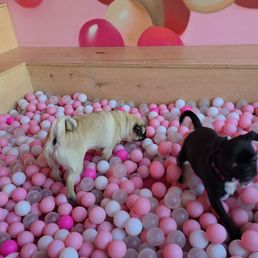 CUPPA PUG - Updated July 2025 - 174 Photos & 66 Reviews - 607 W 9th Ave ...