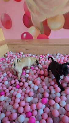 CUPPA PUG - Updated June 2025 - 166 Photos & 62 Reviews - 607 W 9th Ave ...