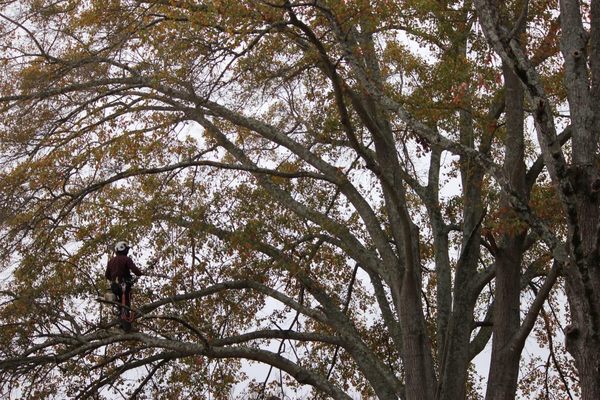 TREE MUSKETEERS - Updated October 2025 - 10 Photos - Cleveland ...