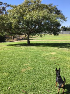 MORLEY FIELD DOG PARK - 44 Photos & 86 Reviews - 2221 Morley Field Dr ...