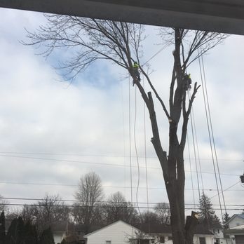 REYES TREE SERVICES - Updated December 2025 - 120 Photos - 1469 Rose ...