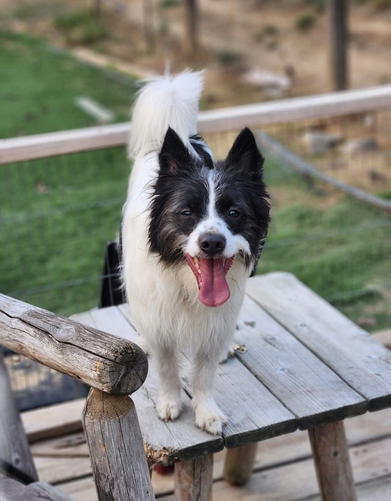 RUSTY’S RESCUE RANCH - Updated December 2025 - 56 Photos & 16 Reviews ...