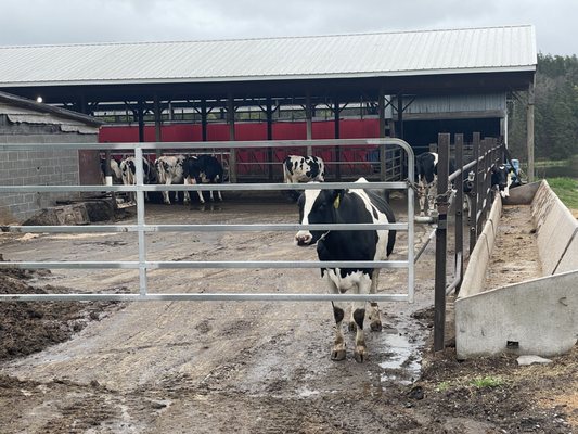 MANNING FARM DAIRY - Updated February 2025 - 39 Photos & 39 Reviews ...