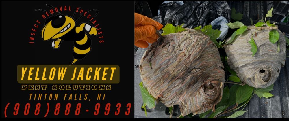 YELLOW JACKET PEST SOLUTIONS - Updated January 2025 - Request a Quote ...