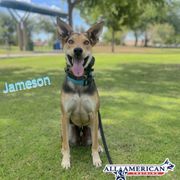 ALL-AMERICAN K-9 DOG TRAINING - 447 Photos & 262 Reviews - Phoenix ...