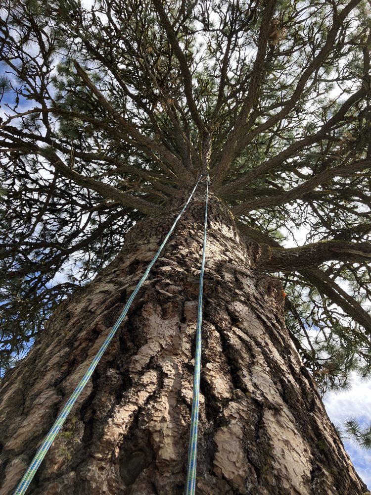 LAKE FORK TREE PROFESSIONALS - Updated March 2025 - 90 Forest St ...