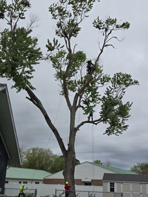 MARYLAND TREE EXPERTS - Updated December 2025 - 98 Photos & 45 Reviews ...