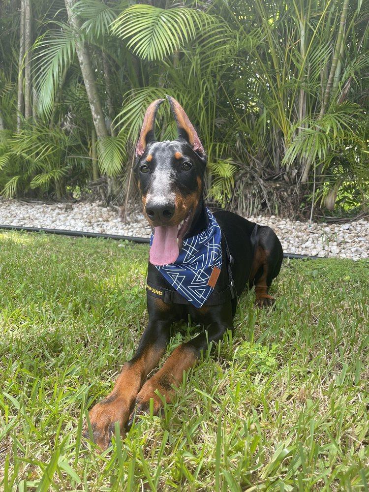 DYNAMITE DOG TRAINING - Updated August 2025 - 103 Photos & 50 Reviews ...