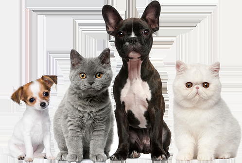 BEACH GARFIELD VETERINARY HOSPITAL - Updated December 2025 - 168 Photos ...