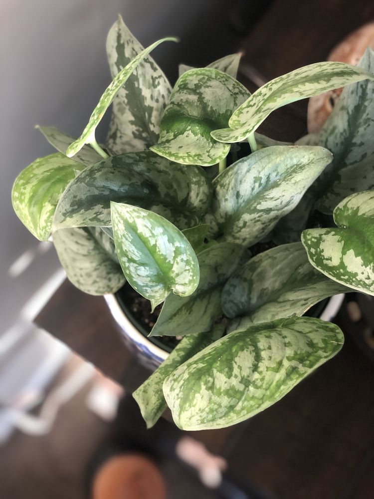 CITY GROWS - Updated July 2024 - 52 Photos & 29 Reviews - 5208 Butler ...