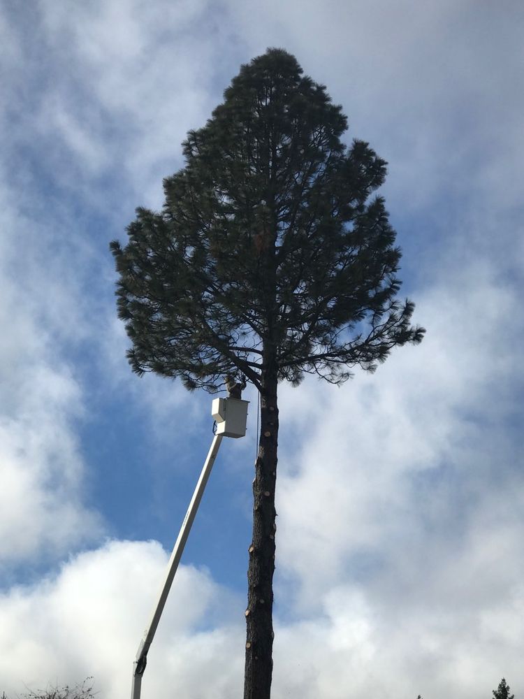 BUDGET ARBOR & LOGGING - Request a Quote - 10 Photos - Post Falls ...