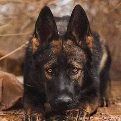 GERMAN SHEPHERD PUPPIES NC - 14 Photos - 400 Jacquelyn Ave, Shannon ...