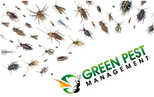 GREEN PEST MANAGEMENT - Updated October 2025 - 16 Photos & 31 Reviews ...