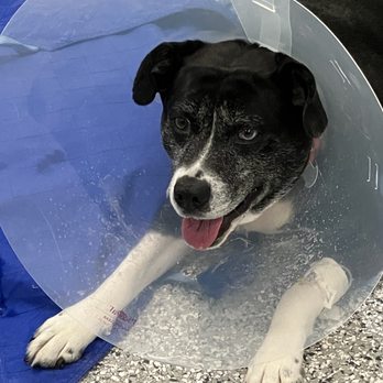 MSPCA ANGELL - 82 Photos & 695 Reviews - 350 S Huntington Ave, Boston ...