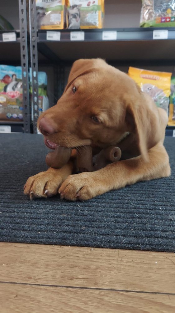 NEWFOUND PET CENTER - Updated January 2026 - Request Information - 2 ...