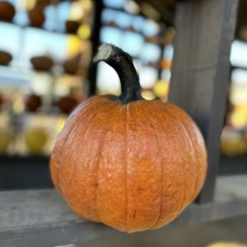 BISHOP’S PUMPKIN FARM - Updated November 2024 - 1173 Photos & 583 ...