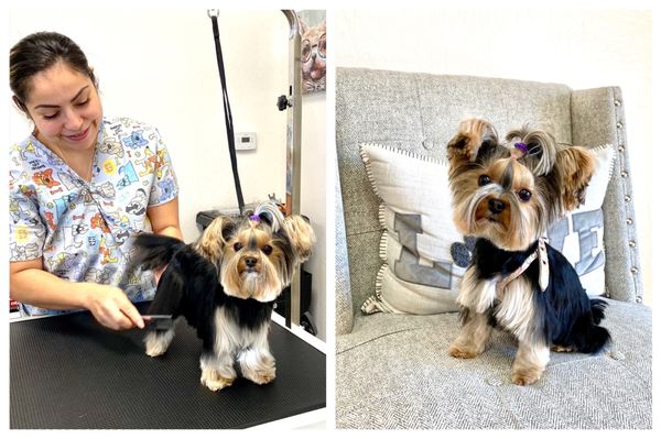 RACHEL’S DOG GROOMING - Updated July 2024 - 49 Photos & 55 Reviews - 75 ...