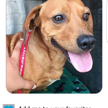 GREATER BIRMINGHAM HUMANE SOCIETY - Updated October 2025 - 50 Photos ...