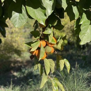 APRICOT LANE FARMS - Updated April 2025 - 114 Photos & 22 Reviews ...