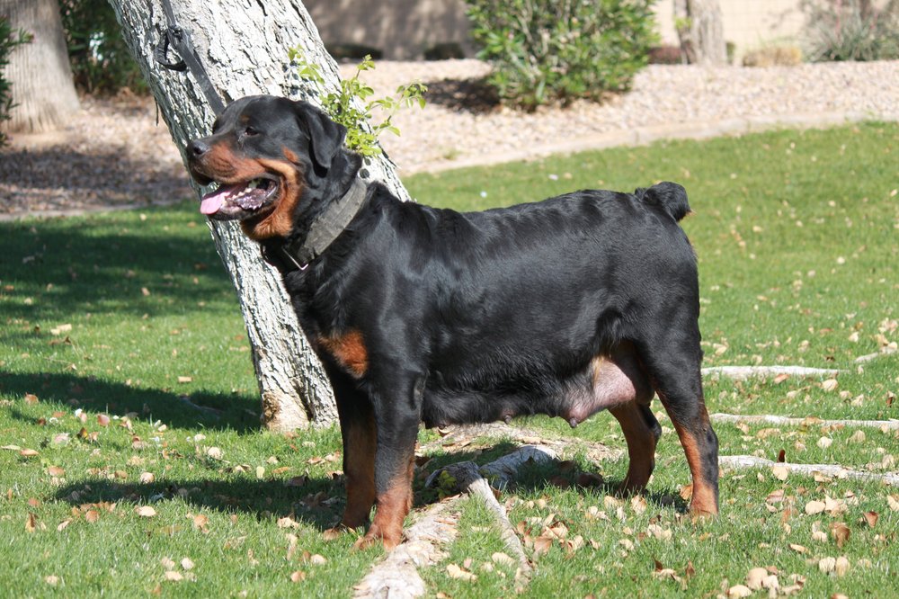 ARIZONA ROTTWEILERS - Request Information - Phoenix, Arizona - Pet ...