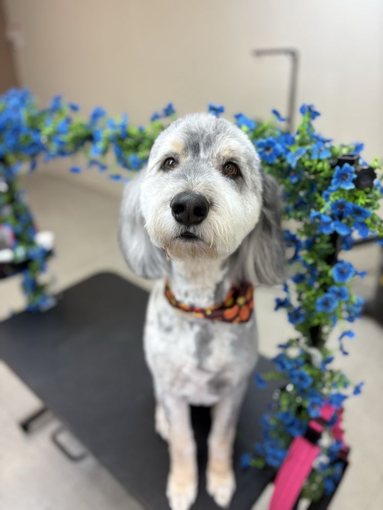 Dog Grooming Tempe Az