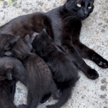 HUMANE SOCIETY SILICON VALLEY - Updated March 2025 - 450 Photos & 594 ...