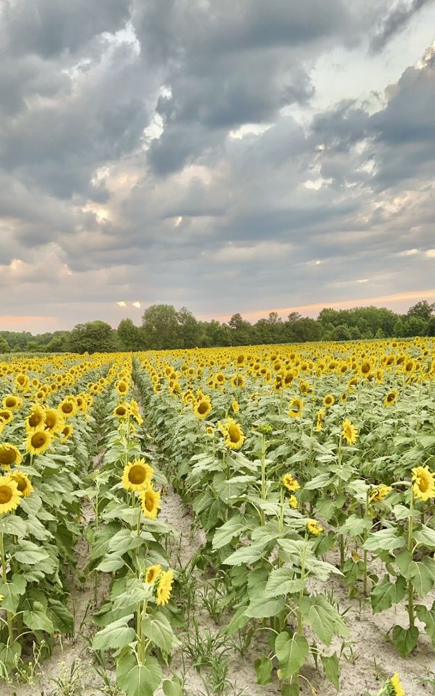 BROOKS LAND & TIMBER - Updated November 2025 - 11 Photos - Statesboro ...