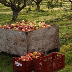 MT AIRY ORCHARDS - Updated October 2025 - 98 Photos & 36 Reviews - 522 ...