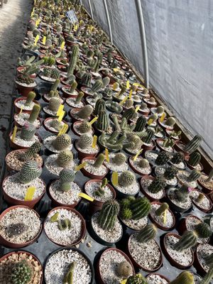 THE CACTUS KING - Updated June 2026 - 1416 Photos & 122 Reviews - 7900 ...