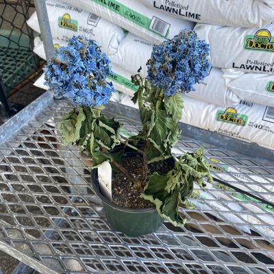 MAHONEY’S GARDEN CENTERS - 34 Photos & 111 Reviews - 449 Western Ave ...