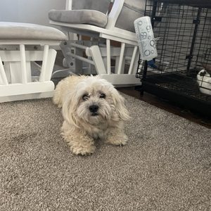 PILESGROVE PUPS - Updated May 2026 - 279 Sharptown-Auburn Rd ...
