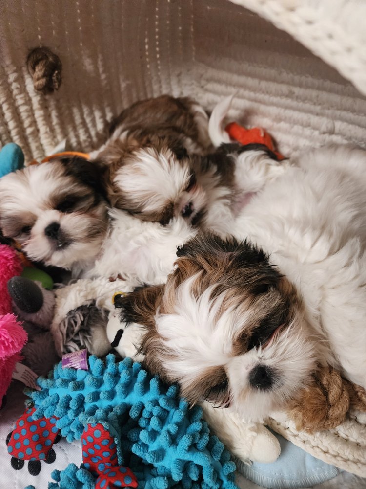 SHIH TZU KENNELS - Updated June 2024 - 33 Photos - 600 Fair Ave, Filer ...