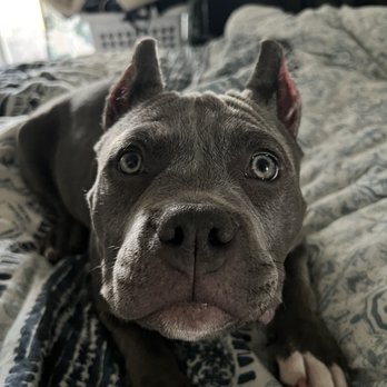 MICHAEL BUTCHKO, DVM - Updated April 2025 - 213 Photos & 534 Reviews ...