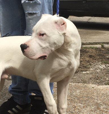 GILL BRIGHT ANIMAL HOSPITAL - Updated July 2025 - 14 Reviews - 406 W ...