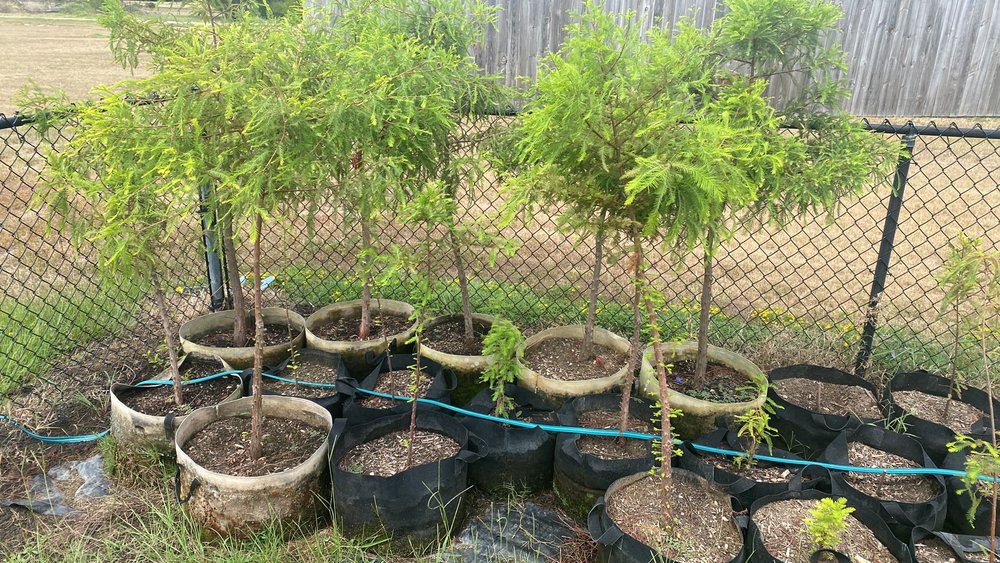 CYPRESS TREES OF COOPER - Updated September 2024 - 50 Lakeway Dr ...