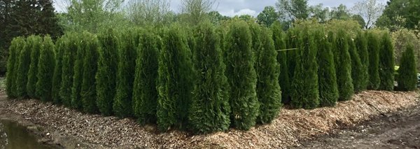 KELLY NURSERY - Updated May 2026 - 4182 Leestown Rd, Lexington ...