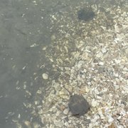 ASSATEAGUE ISLAND NATIONAL SEASHORE - 844 Photos & 204 Reviews - 7206 ...