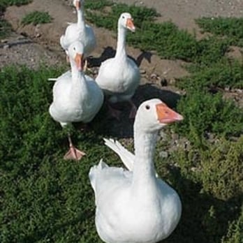 NEVINS FARM AND EQUINE CENTRE - Updated December 2025 - 38 Reviews ...