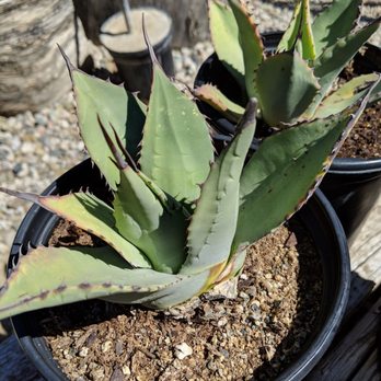 TREE OF LIFE NURSERY - Updated January 2026 - 110 Photos & 68 Reviews ...