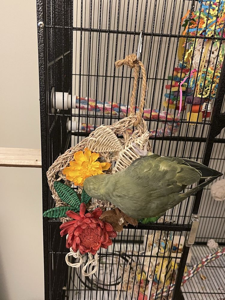 FEATHERED FOLLIES - Updated January 2026 - 23 Photos & 32 Reviews ...