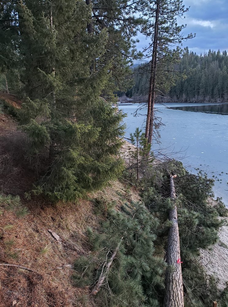 CDA TREE AND UTILITY - Updated July 2025 - 14 Photos - 1007 N B St ...