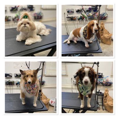 FURRY TAILS GROOMING - Updated October 2025 - 144 Photos - 173 Tina Ln ...