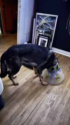 CAVAN HILLS VETERINARY SERVICES - Updated January 2026 - 10 Photos & 23 ...