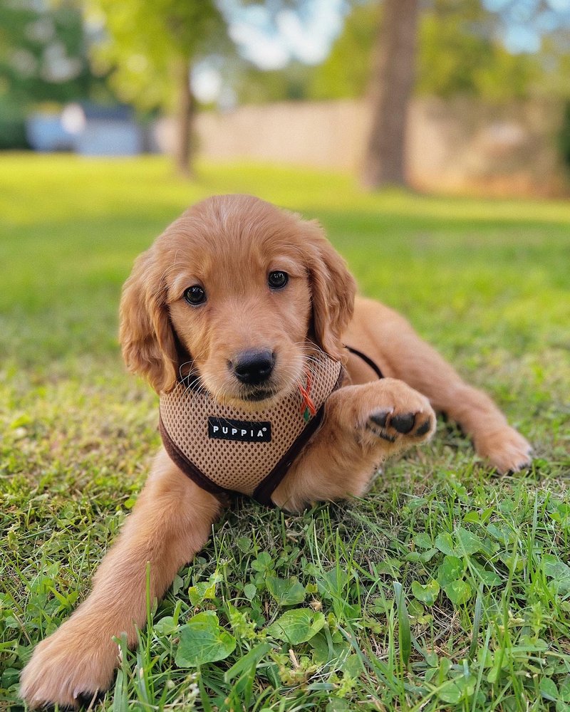 CHANTILLY ANIMAL HOSPITAL - Updated December 2024 - 12 Photos & 75 ...