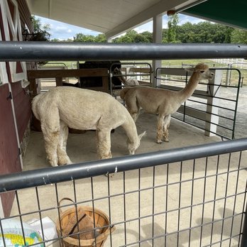 BLUEBIRD FARM ALPACAS - Updated August 2024 - 339 Photos & 47 Reviews ...