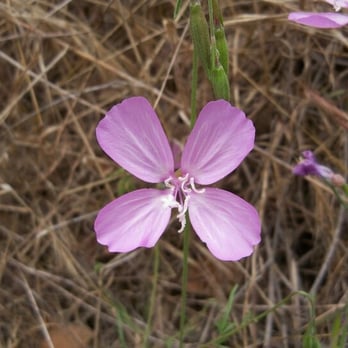 HENNINGER FLATS CAMPGROUND - Updated February 2025 - 350 Photos & 98 ...
