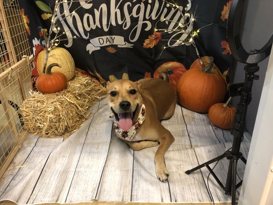 SHINY PAWS DOG SPA - Updated December 2024 - 19 Photos - Wappingers ...