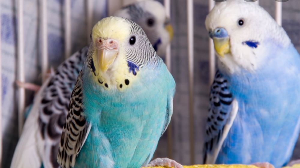 BESSIE’S BIRDS - Updated December 2025 - 24 Photos - 9754 E Ogelthorpe ...